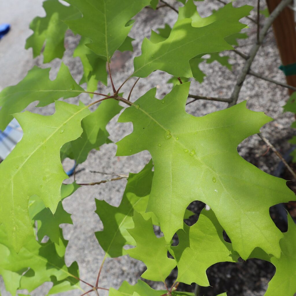 Scarlet Oak (Quercus Coccinea) - Rail City Garden Center