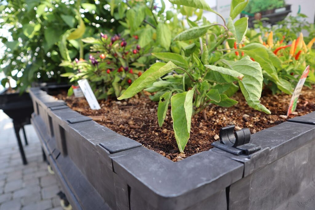 Veggie pods - Rail City Garden Center