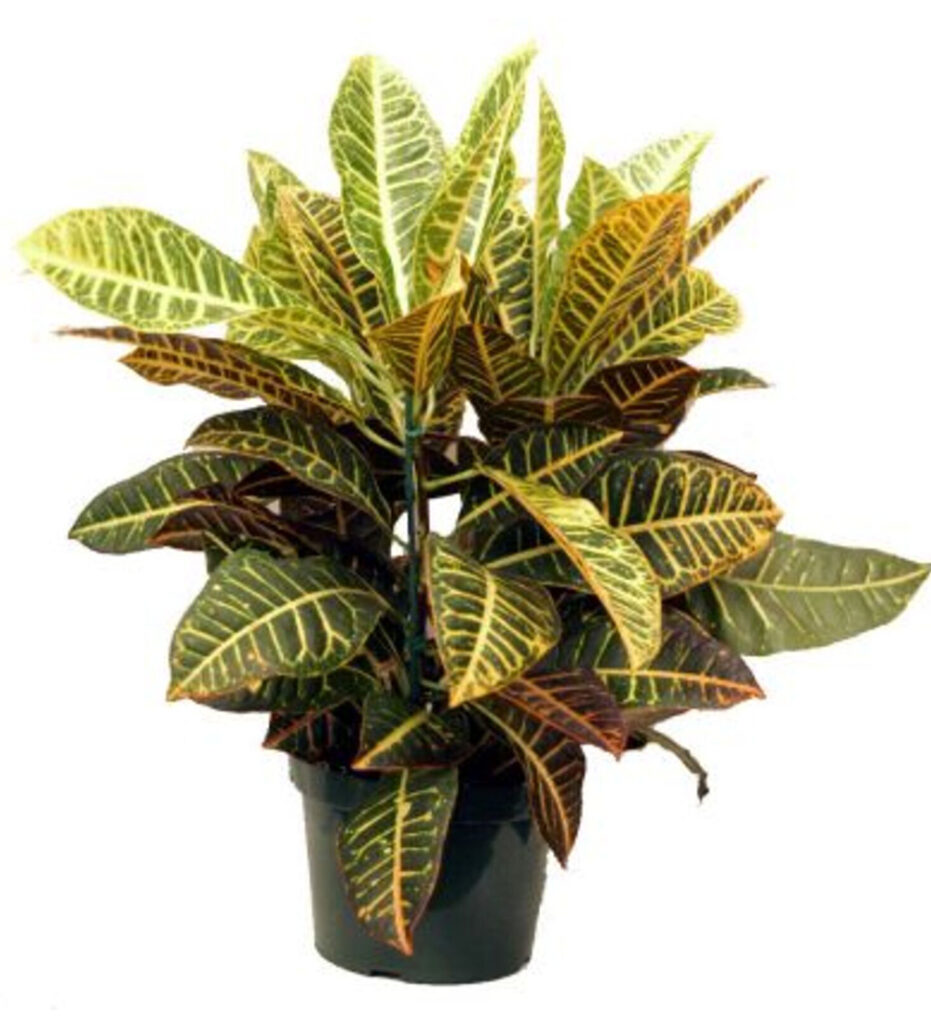 Codiaeum variegatum 'Petra' (Croton) - Rail City Garden Center