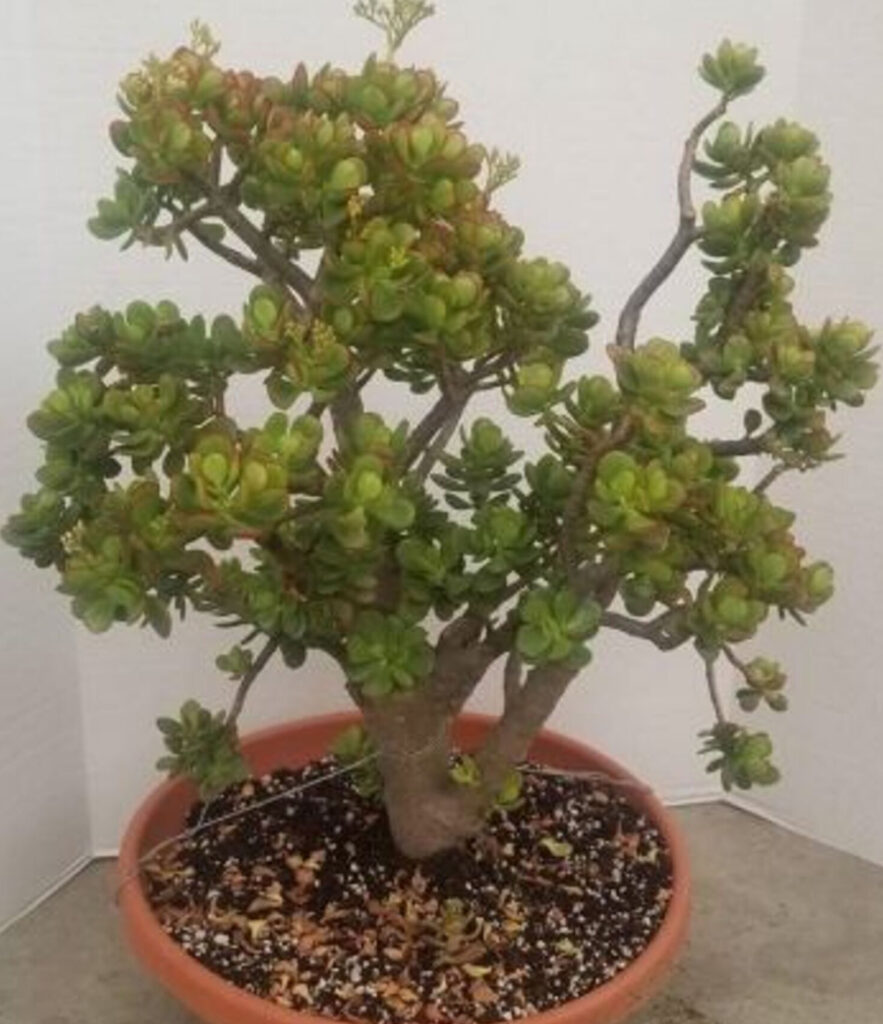 Crassula ovata (Jade plant) /Jade Trunk in Color Bowl - Rail City ...