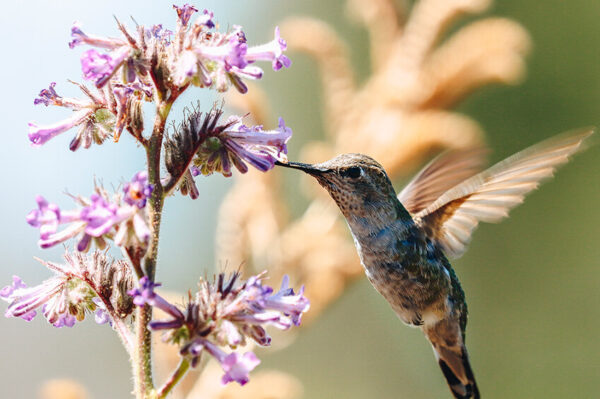 Humming Bird and Butterfly Gardening (Promoting Pollinators) - Rail ...