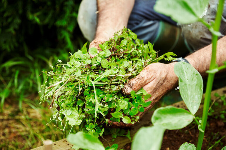 Weed Control - Rail City Garden Center
